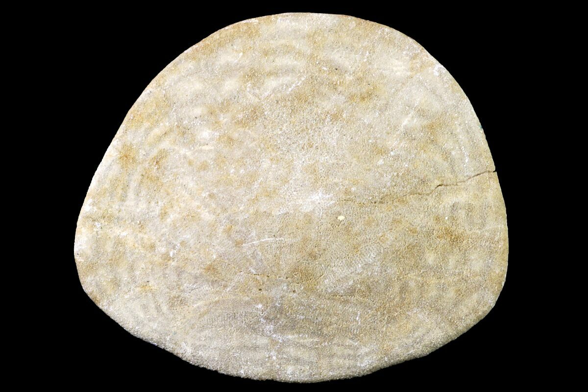 Fossil Sand Dollars For Sale - FossilEra.com