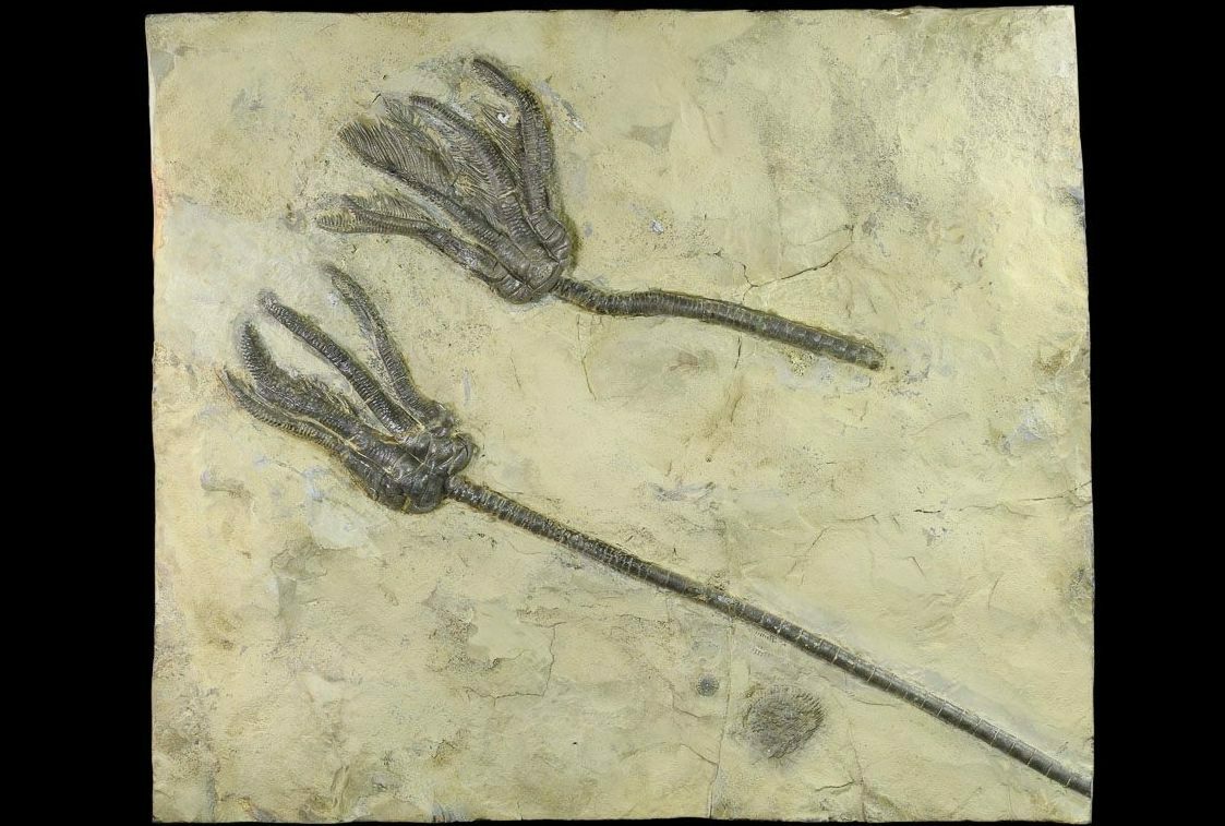 Echinoderm Fossils For Sale - FossilEra.com