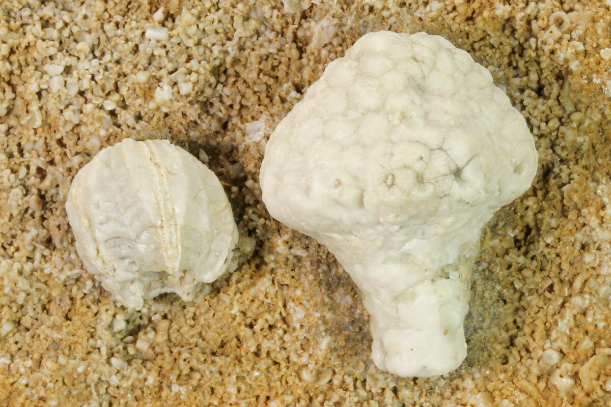 Echinoderm Fossils For Sale - FossilEra.com