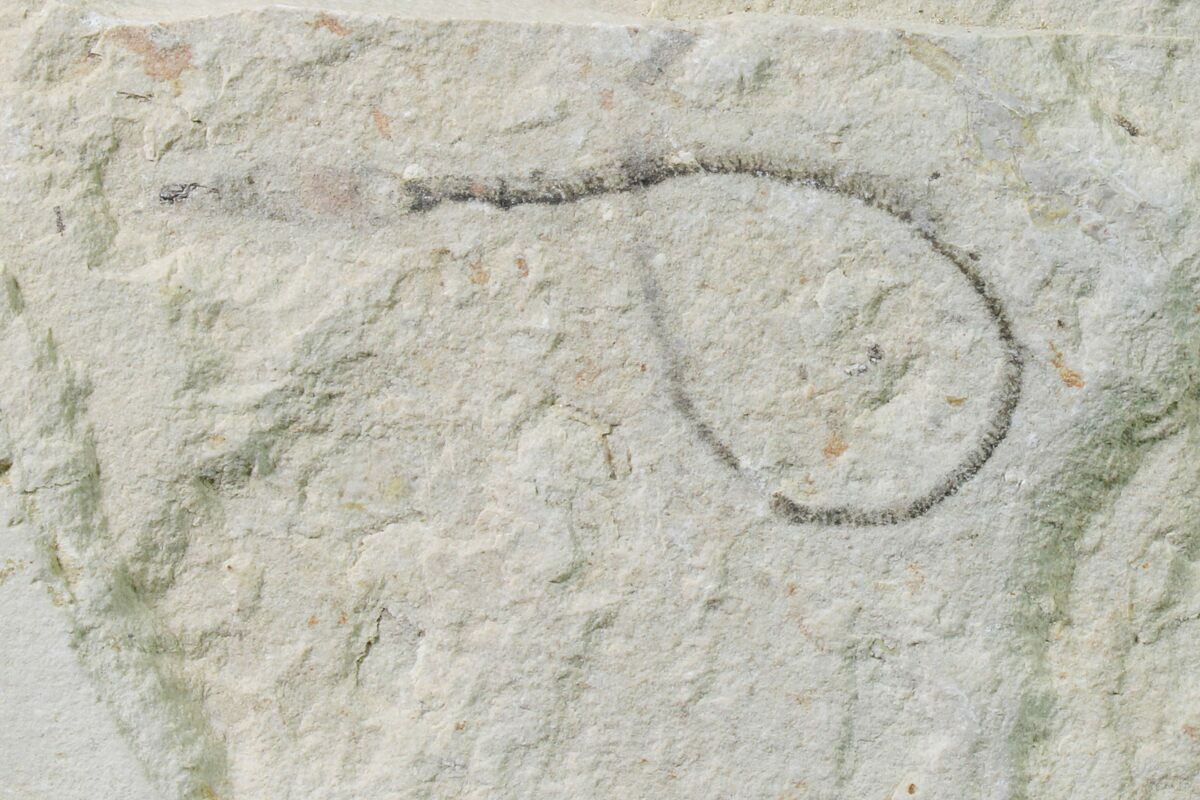 Worm Fossils For Sale - FossilEra.com