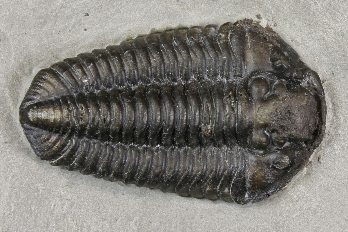 New York Calymene Trilobites For Sale - FossilEra.com