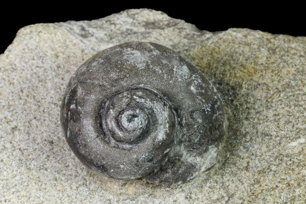 Gastropod Fossils For Sale - FossilEra.com