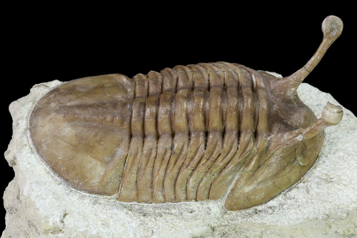 Asaphus Russian Trilobites For Sale - FossilEra.com