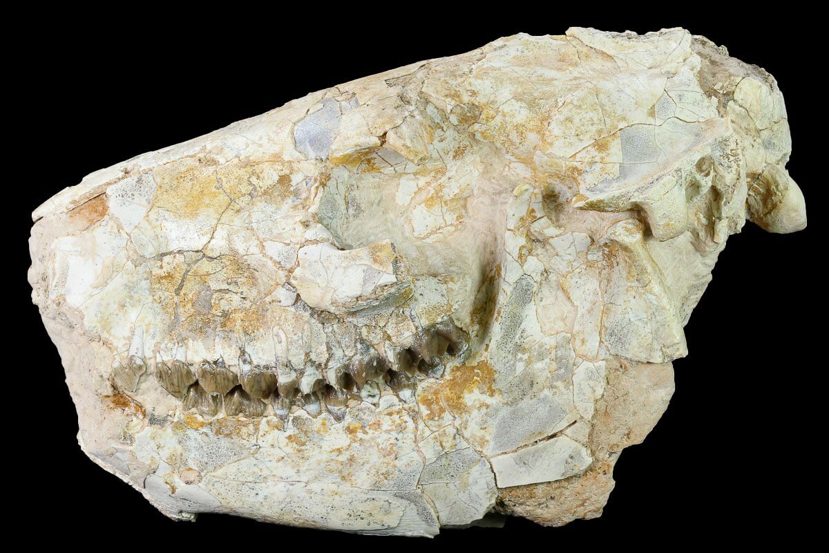 Oreodont Fossils For Sale - FossilEra.com
