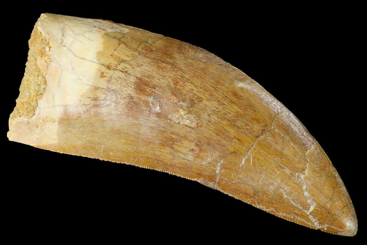 Fossil Carcharodontosaurus Teeth For Sale - FossilEra.com