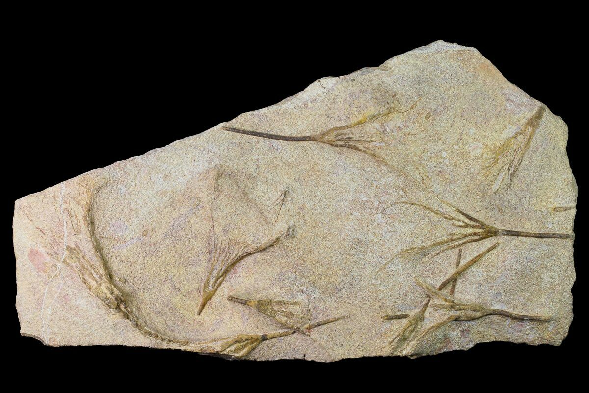 Echinoderm Fossils For Sale - FossilEra.com