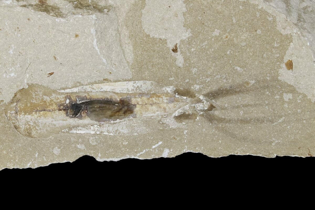 Belemnite & Straight Cephalopod Fossils For Sale - FossilEra.com