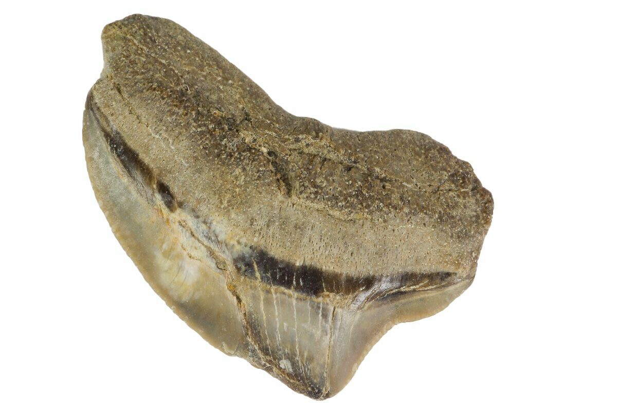 Fossil Squalicorax (Crow Shark) Shark Tooth For Sale - FossilEra.com