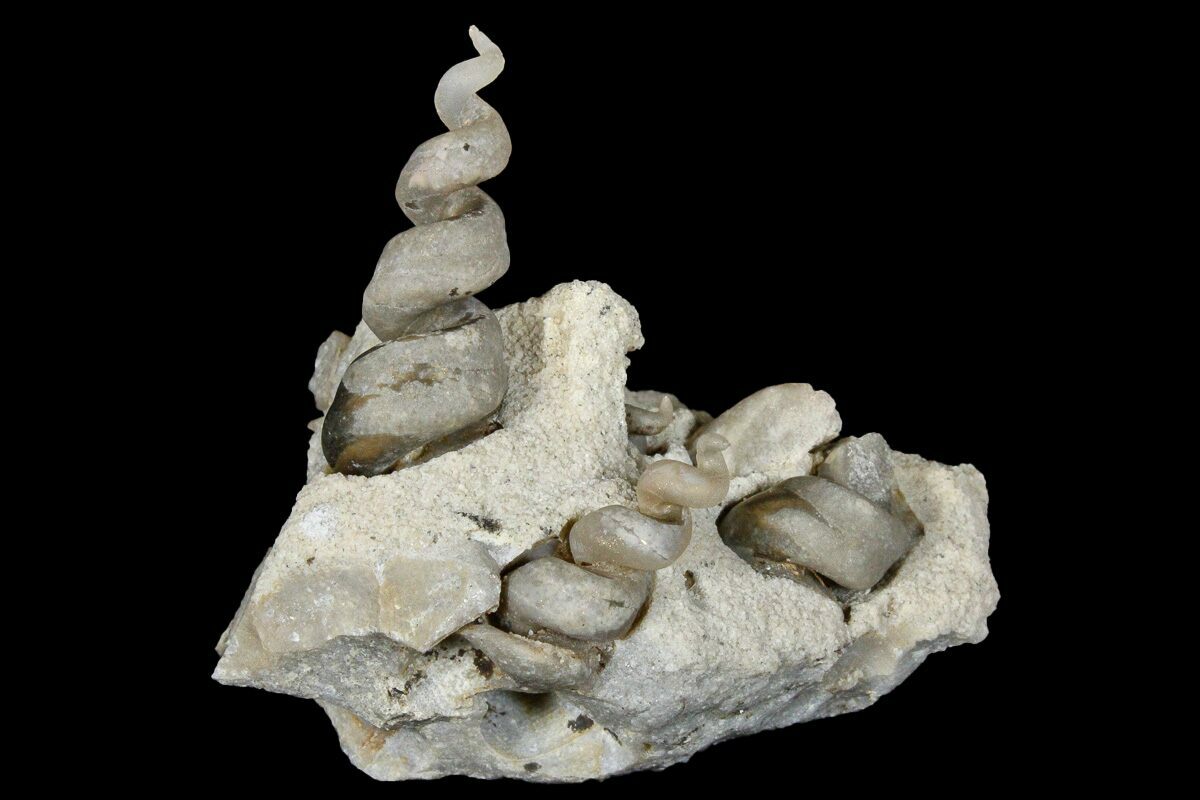 Gastropod Fossils For Sale - FossilEra.com