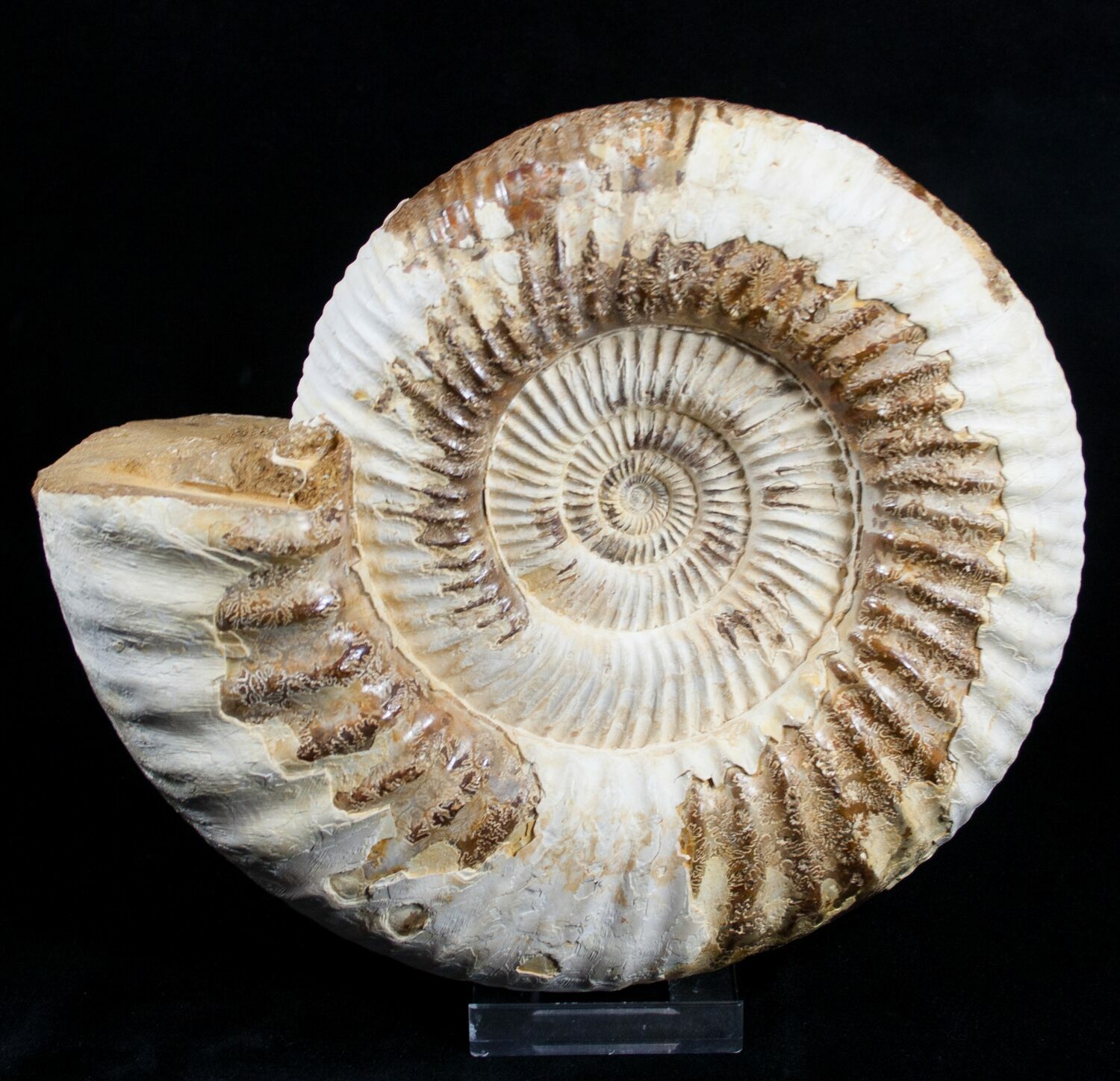 Large 8.4 Inch Ammonite - Great Display For Sale (#1962) - FossilEra.com