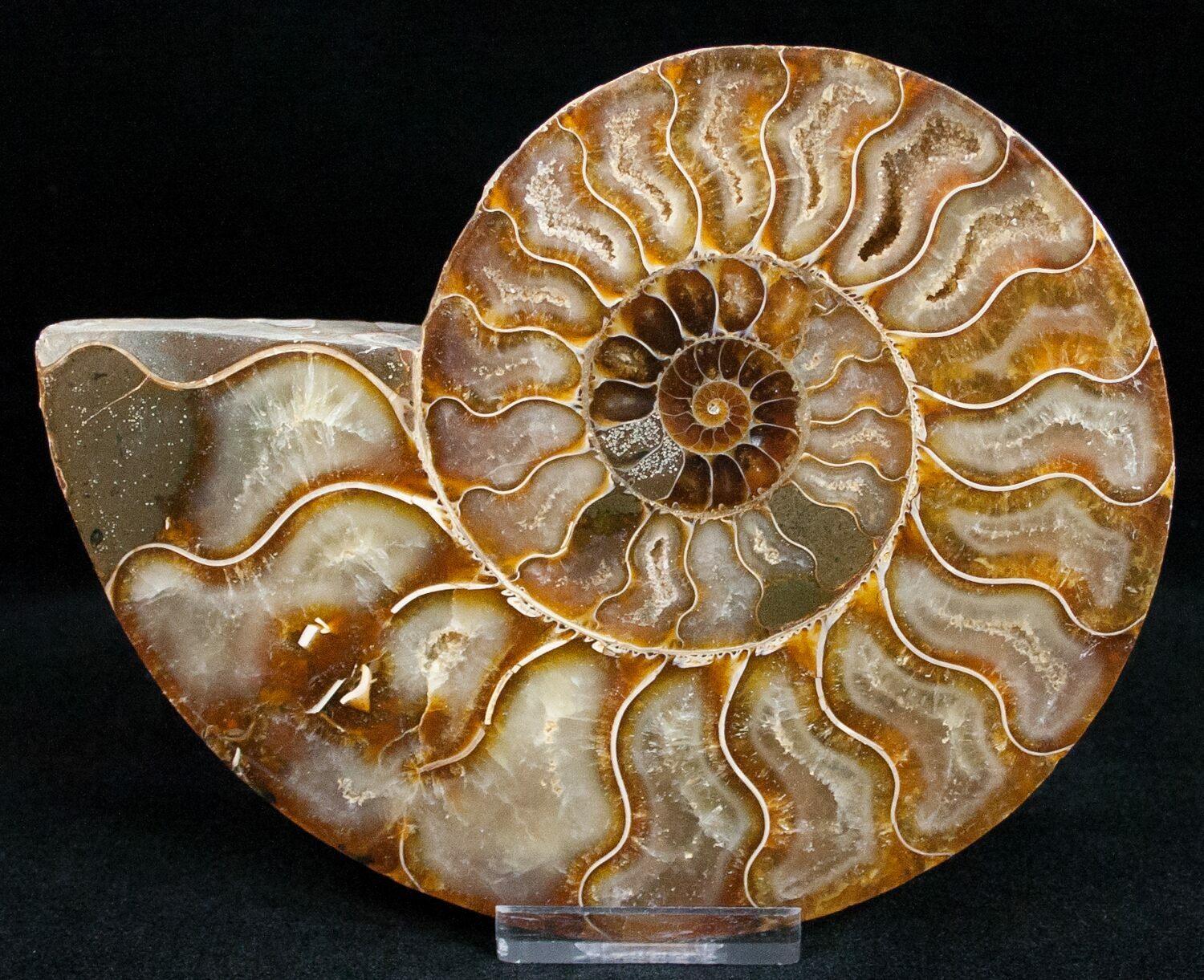 Beautiful 5 1/2" Cut Ammonite Fossil (Pair) For Sale (#11788 ...