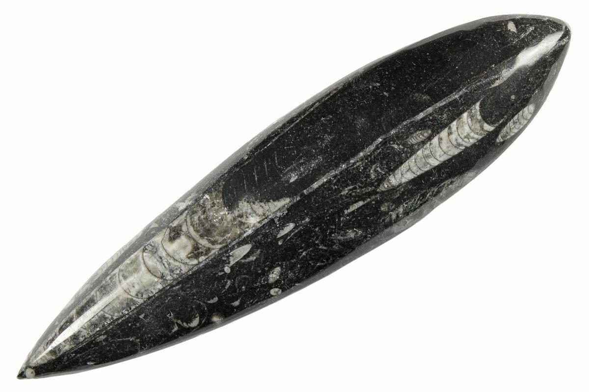 Orthoceras Fossils For Sale - FossilEra.com