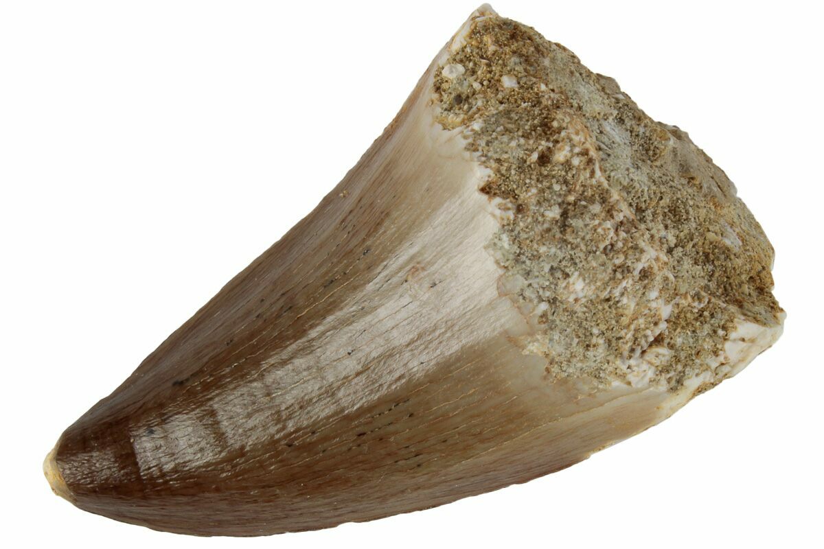 Fossils & Crystals For Sale - NEW - FossilEra.com