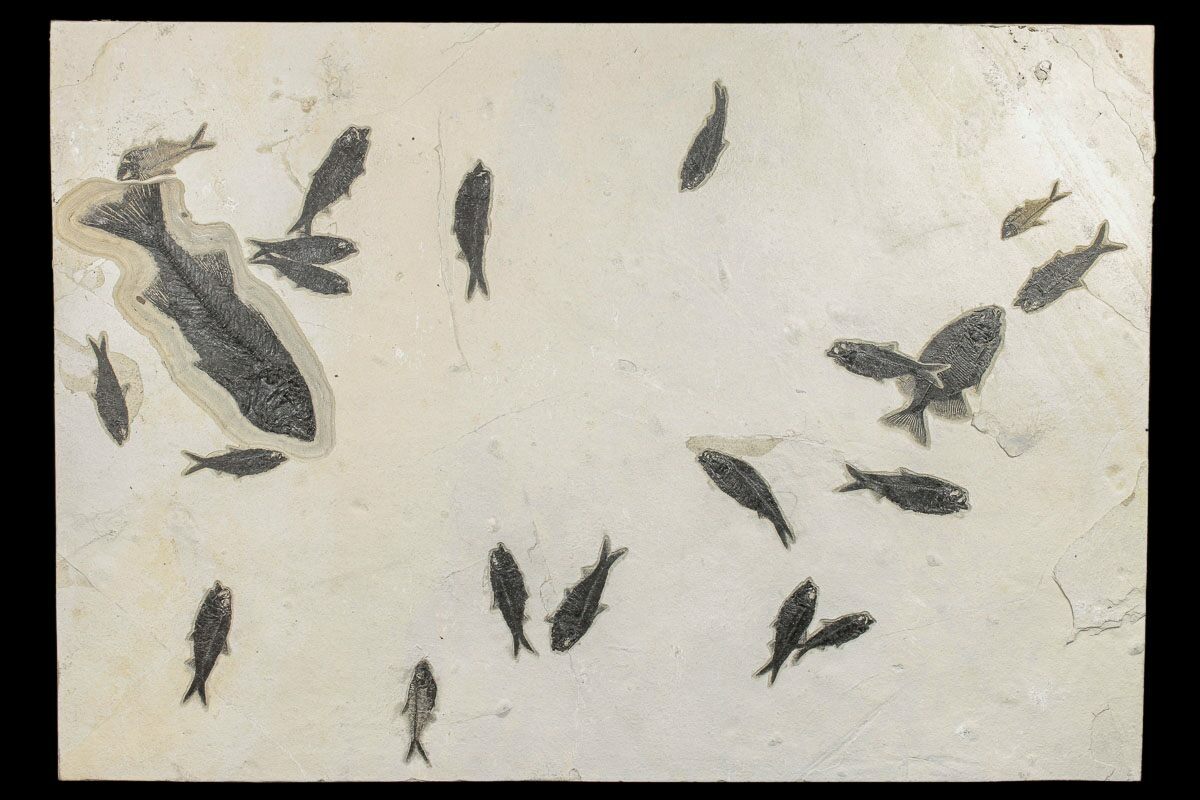 Fossil Fish Murals & Framed Fossil Fish - FossilEra.com