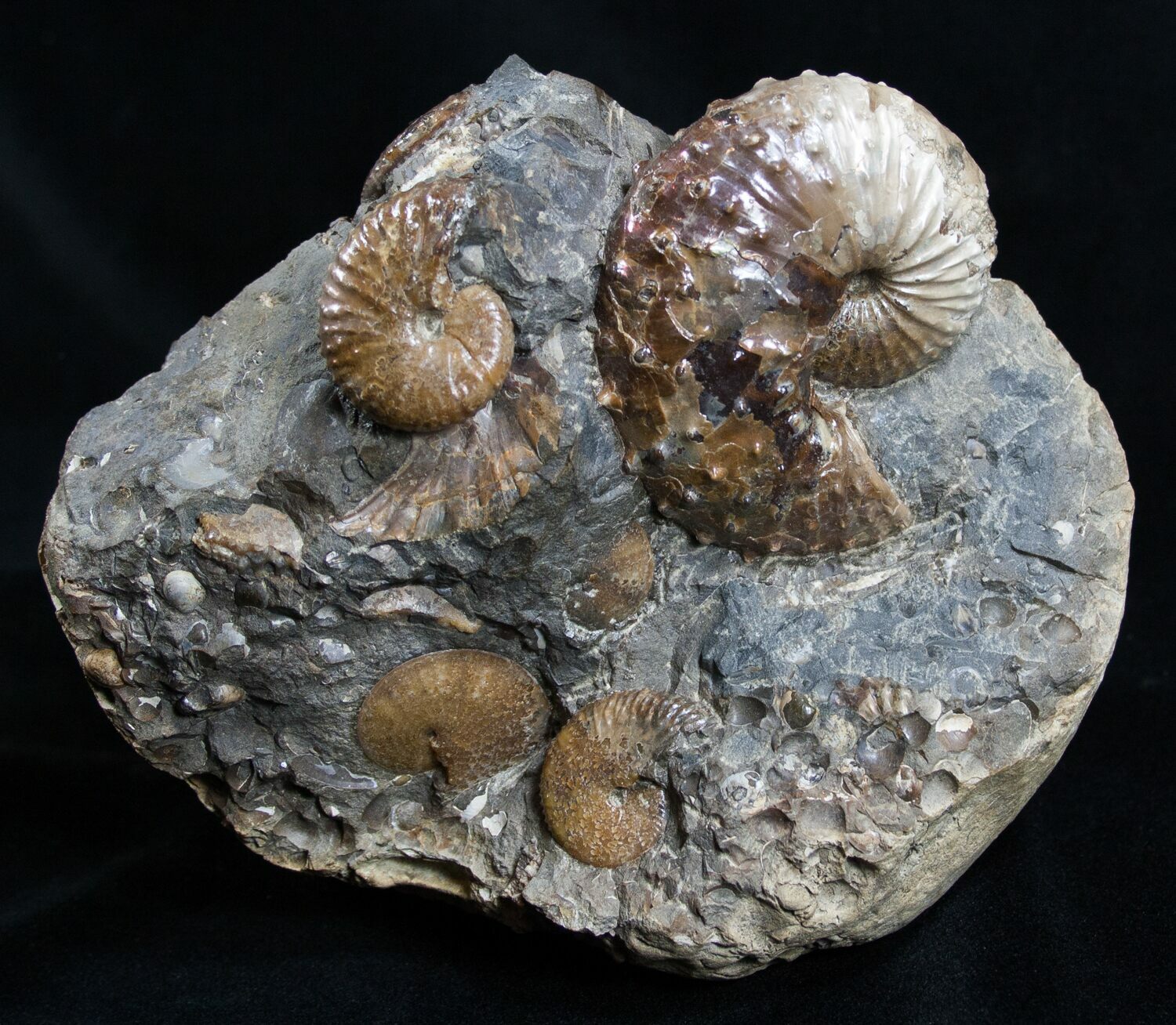 Fox Hills Ammonite Concretion - Multiple Species For Sale (#2064 ...