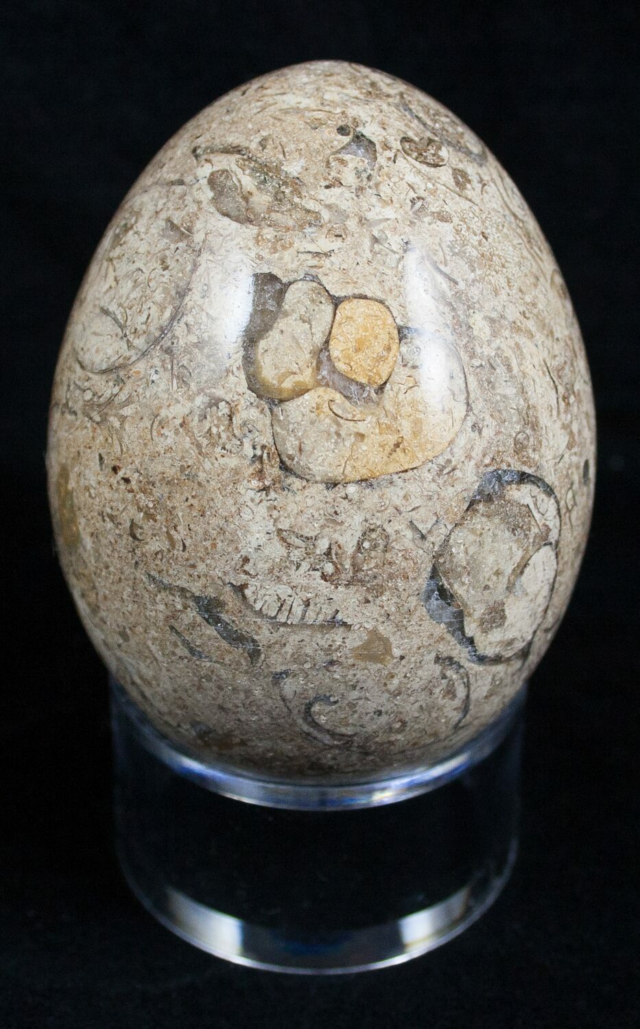 Decorative Fossil Coral Egg For Sale (#2129) - FossilEra.com