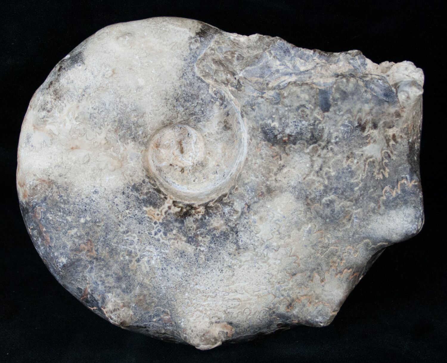 Moroccan Ammonites For Sale - FossilEra.com