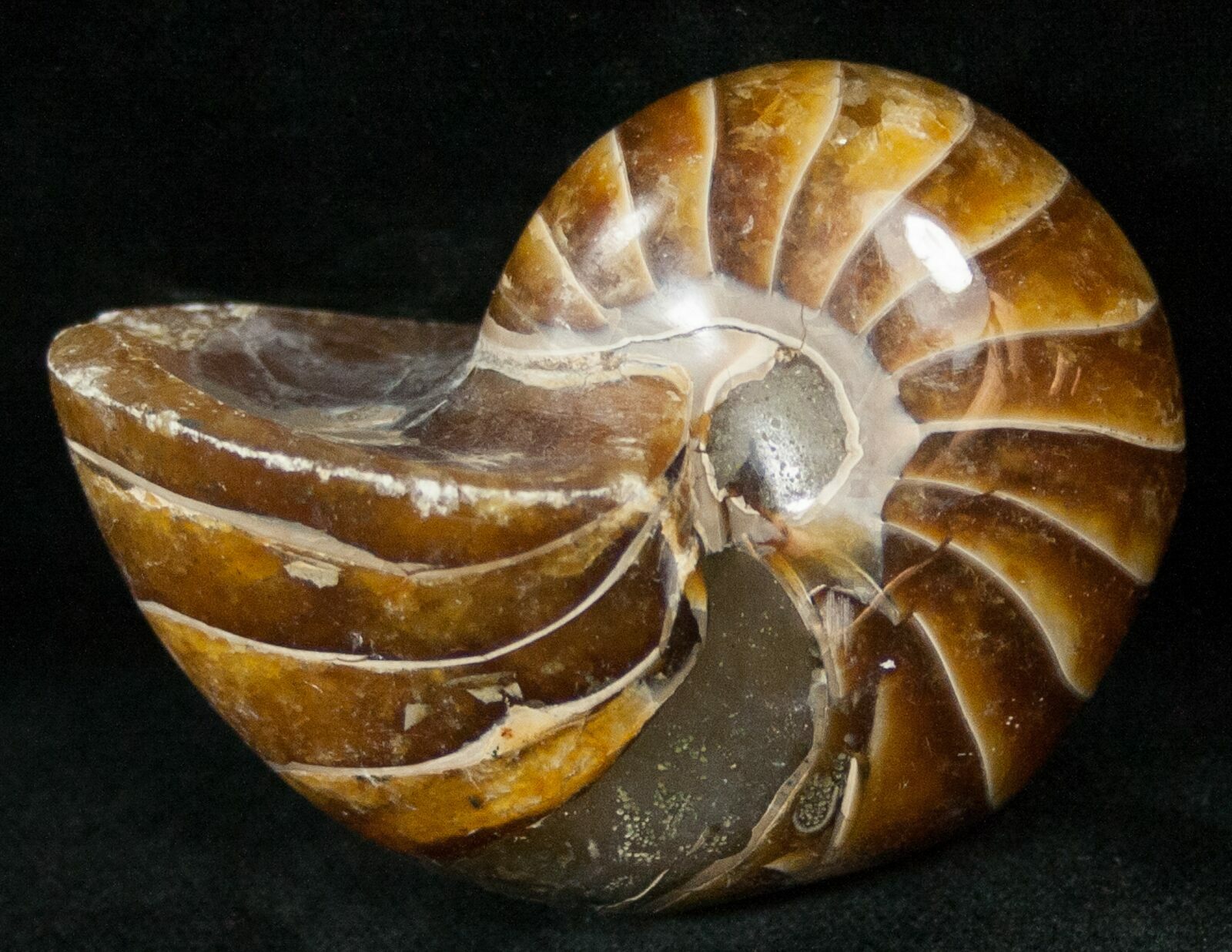 2.6" Cretaceous Nautilus Fossil - Madagascar For Sale (#15025 ...