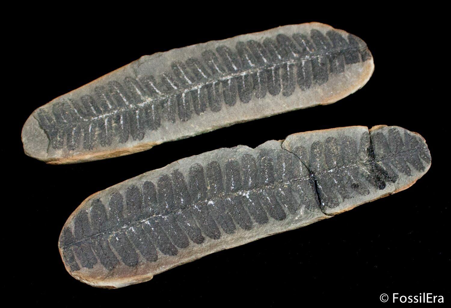 Beautiful Pecopteris Fern Fossil - Mazon Creek For Sale (#2873 ...