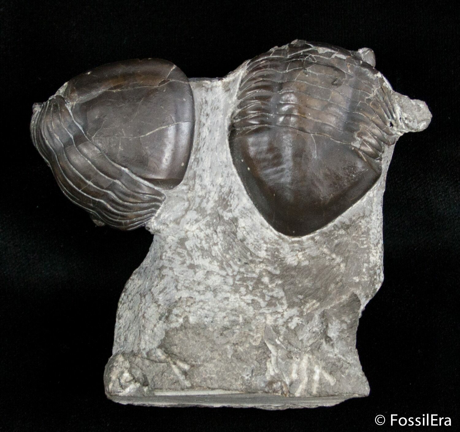 Double Isotelus Trilobite From Ontario For Sale (#3070) - FossilEra.com