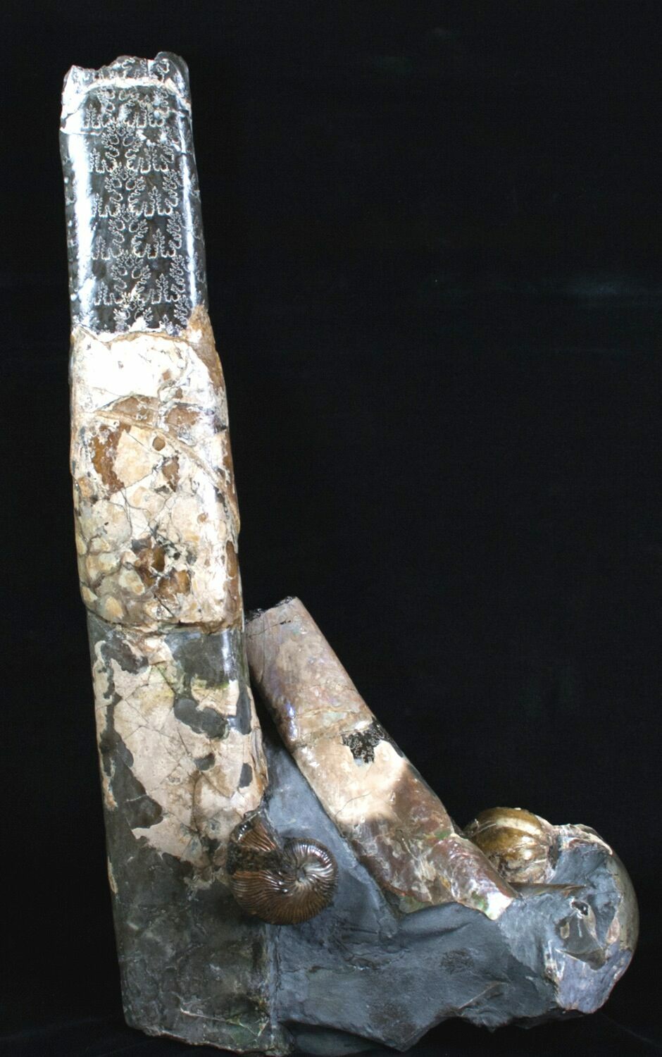 14" Baculite & Ammonite Specimen - South Dakota For Sale (#6099 ...